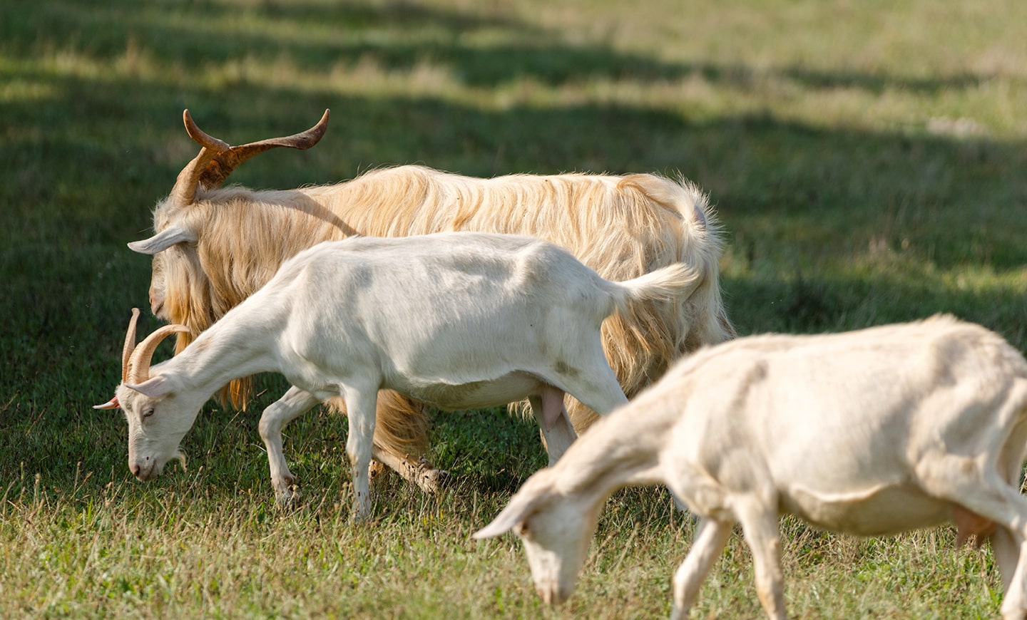 About the project | Naša istarska koza / La nostra capra istriana